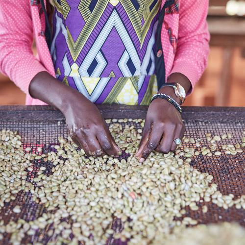 Everything you need to know about coffee – St Remio Coffee