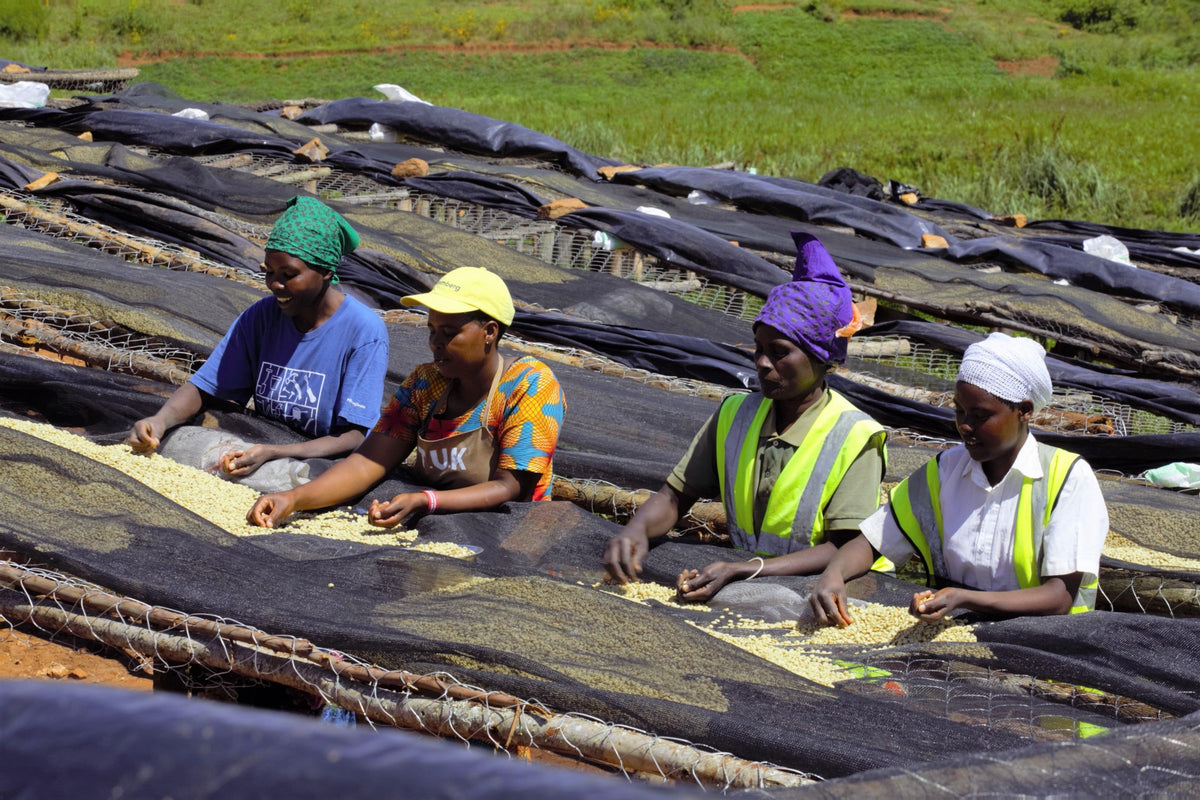 From crop to cup | St Remio Coffee