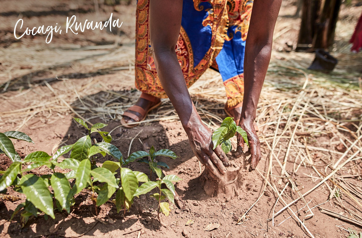 Our 2020 Project! – St Remio Coffee