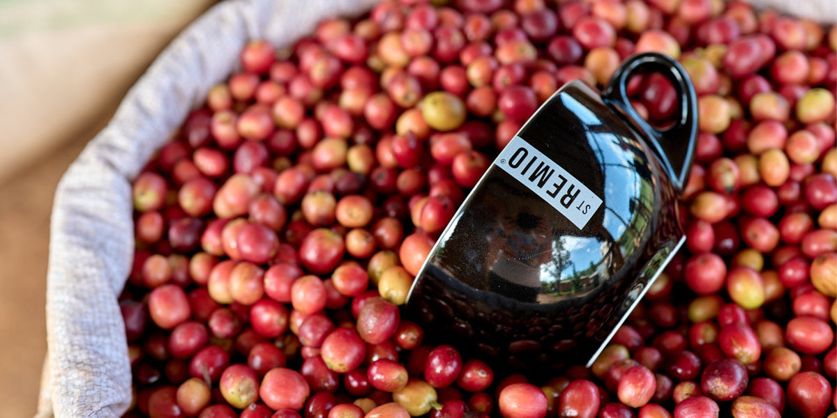 Discovering the Elixir of Awakening – The Story of Coffee – St Remio Coffee